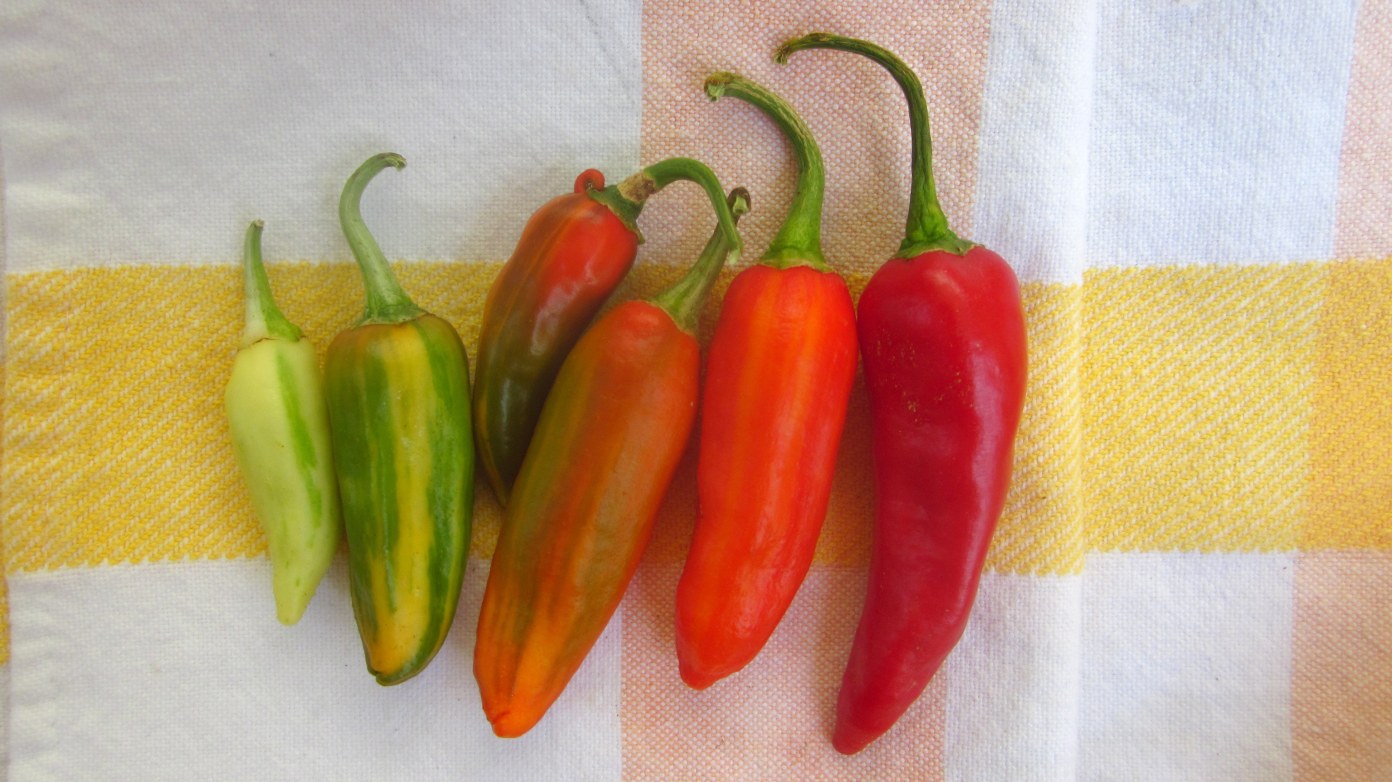 fish pepper | This Must Be the Taste